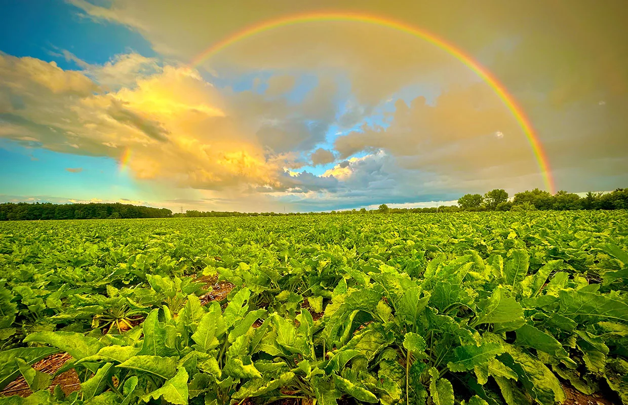 Michigan Sugar Company : Making Life Sweeter - North America Outlook